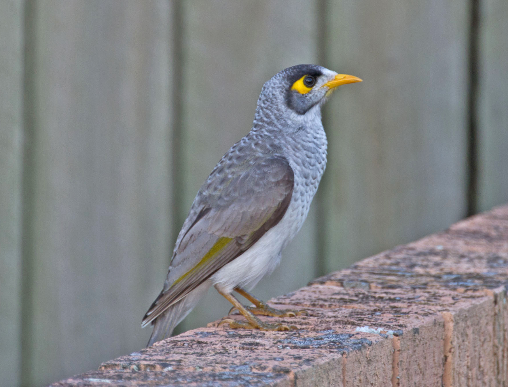 Noisy Miner | Great Bird Pics