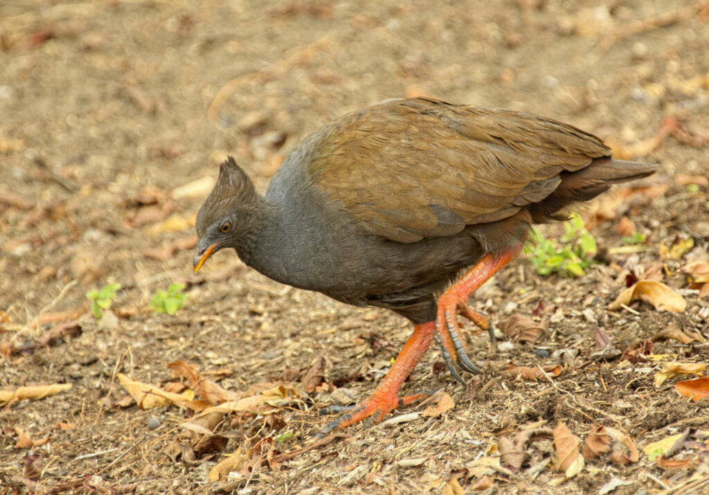 Orange-footed Scrubfowl | Great Bird Pics