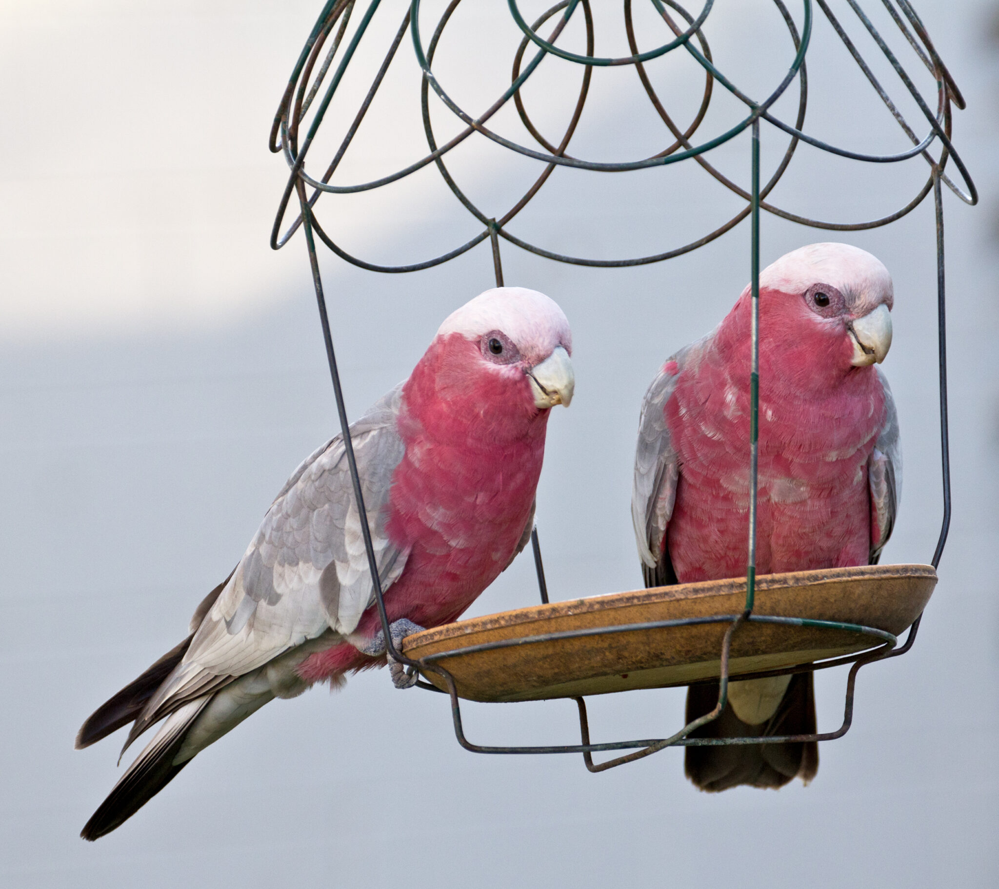Galahs | Great Bird Pics
