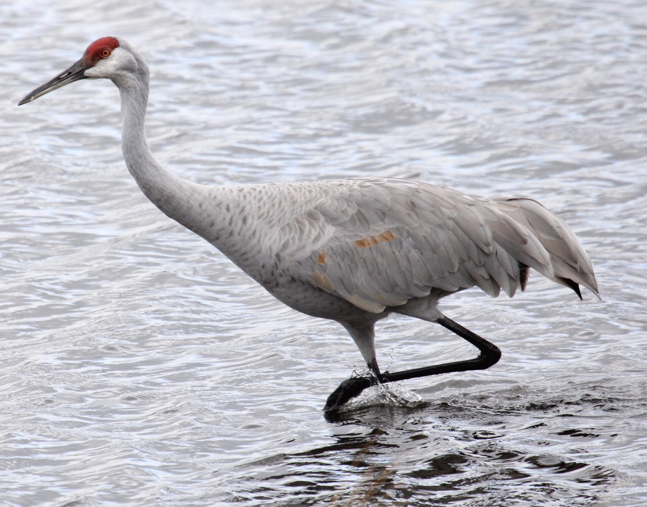 See you next year! | Great Bird Pics