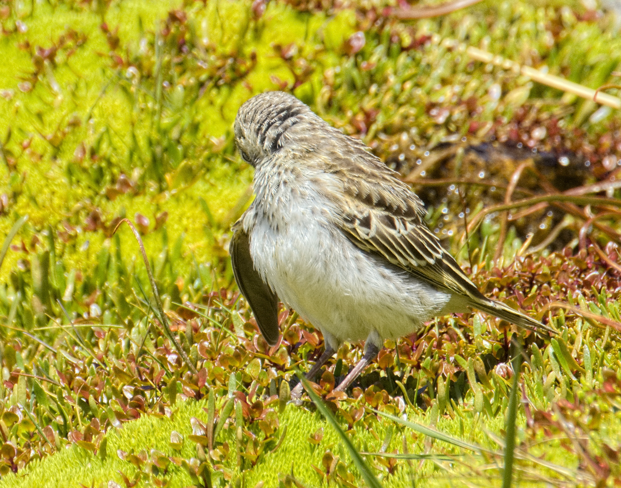 New Zealand Pipit | Great Bird Pics