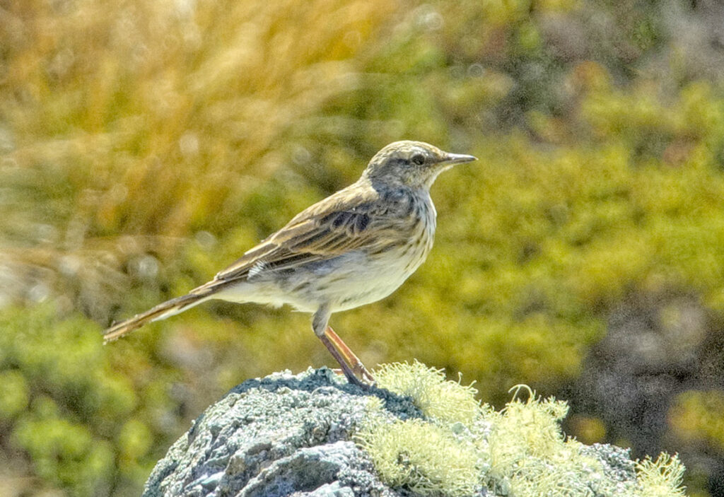 New Zealand Pipit | Great Bird Pics