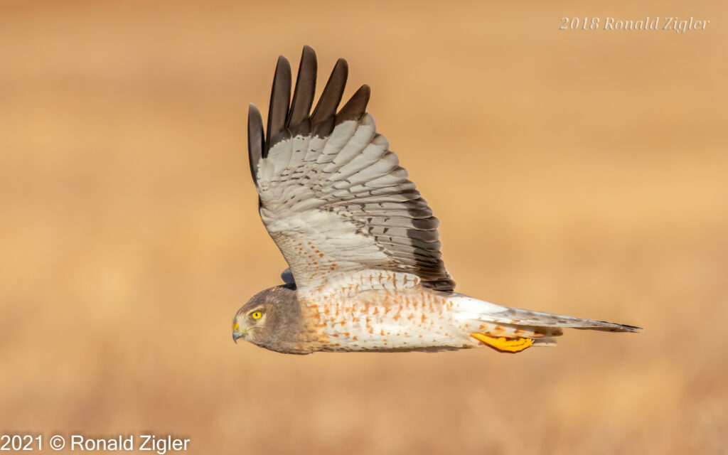 Northern Harrier “Gray Ghost” | Great Bird Pics