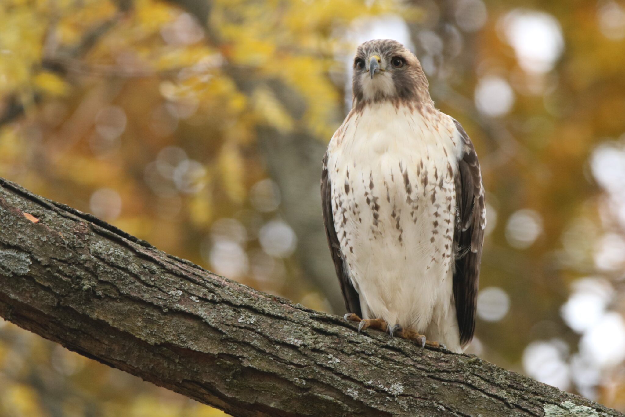 Red-tailed Hawk (Eastern) | Great Bird Pics