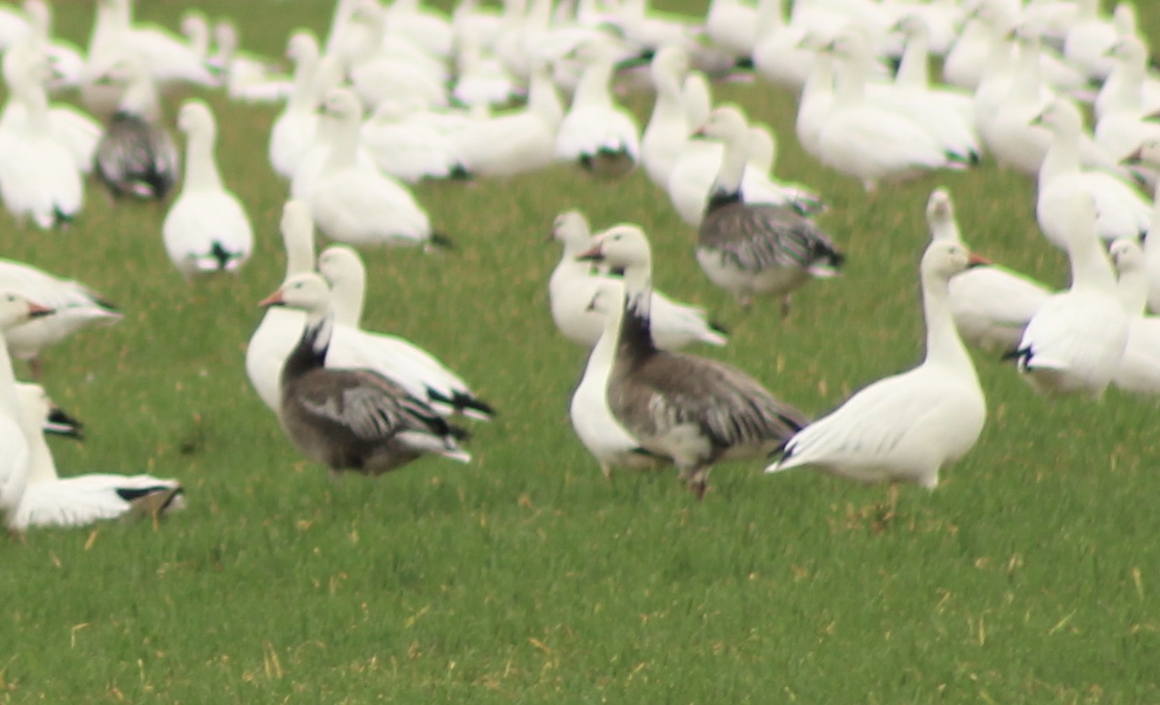 Snow Geese | Great Bird Pics