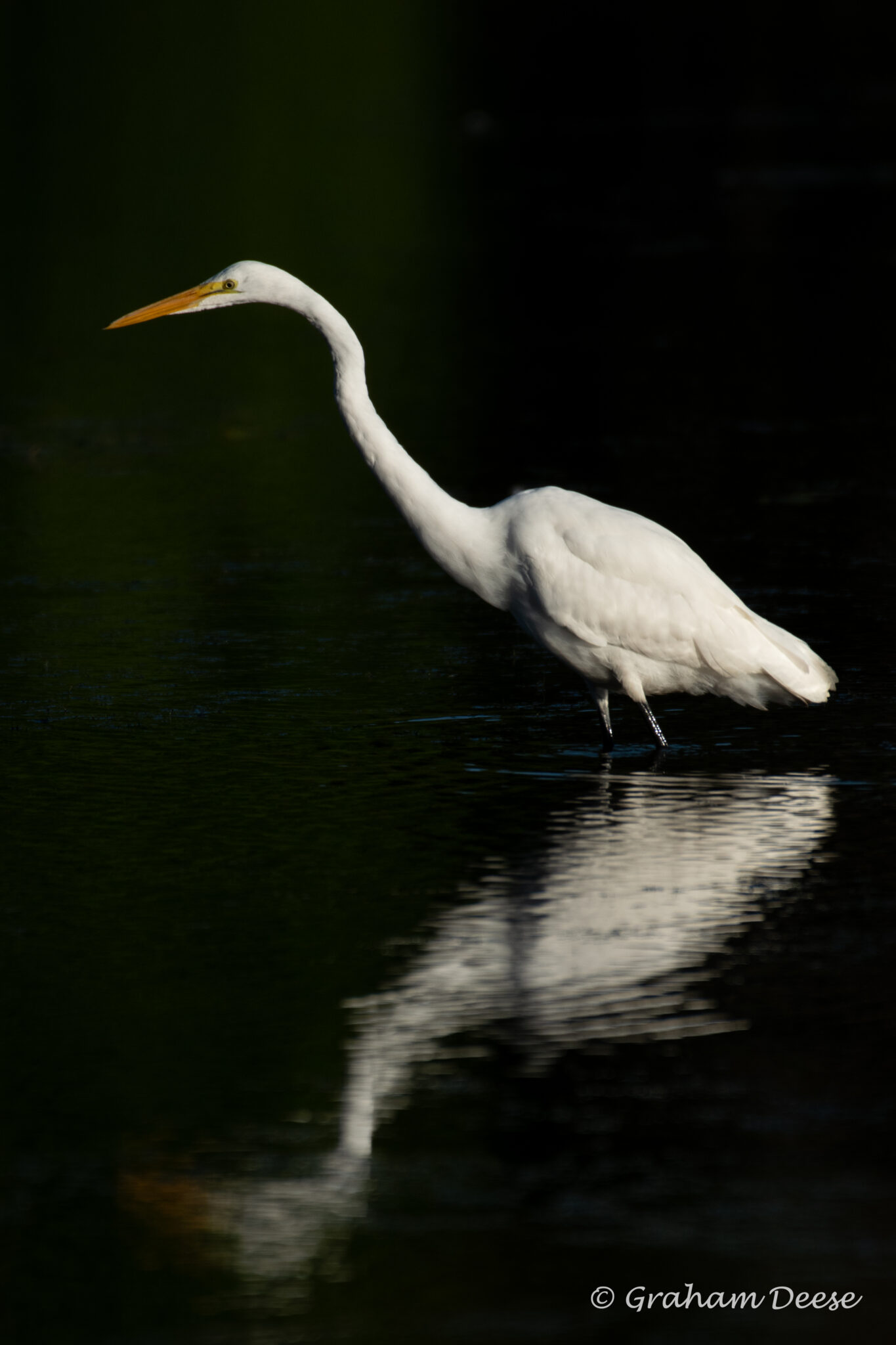Great Egret | Great Bird Pics