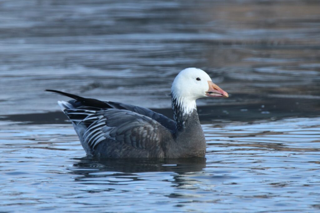 Snow Goose (dark morph; Blue Goose) | Great Bird Pics
