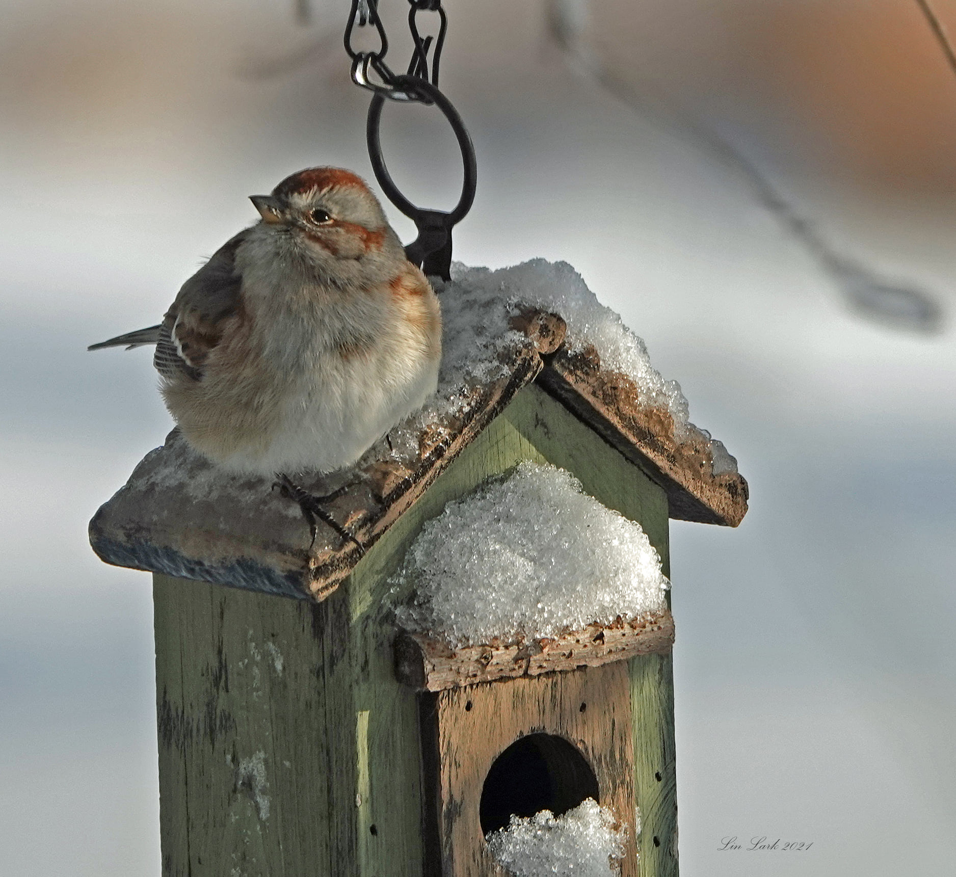 January’s Bird | Great Bird Pics