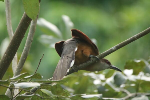 Jamaican Lizard-Cuckoo | Great Bird Pics