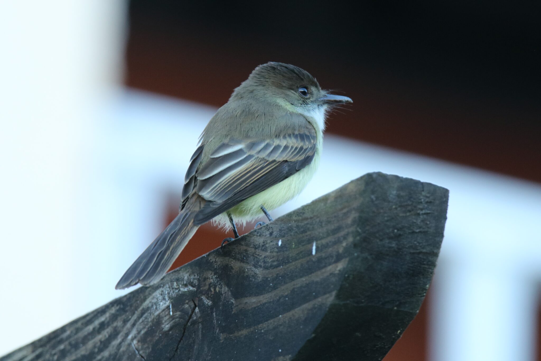 Sad Flycatcher | Great Bird Pics