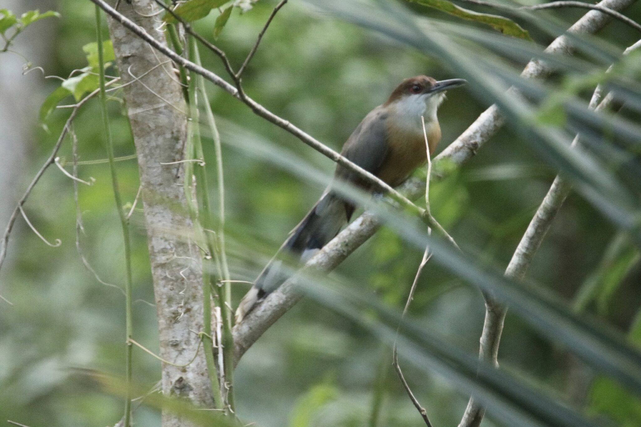Jamaican Lizard-cuckoo | Great Bird Pics