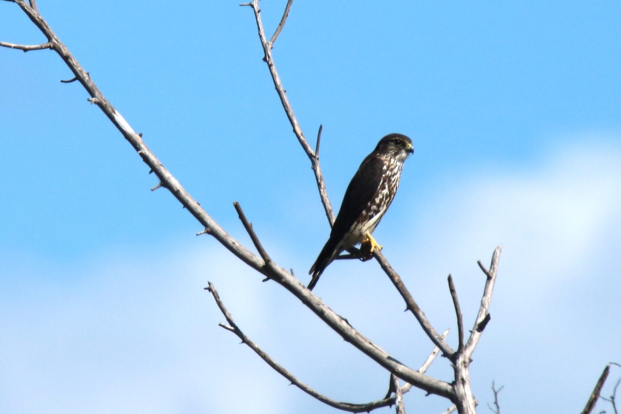 Merlin | Great Bird Pics