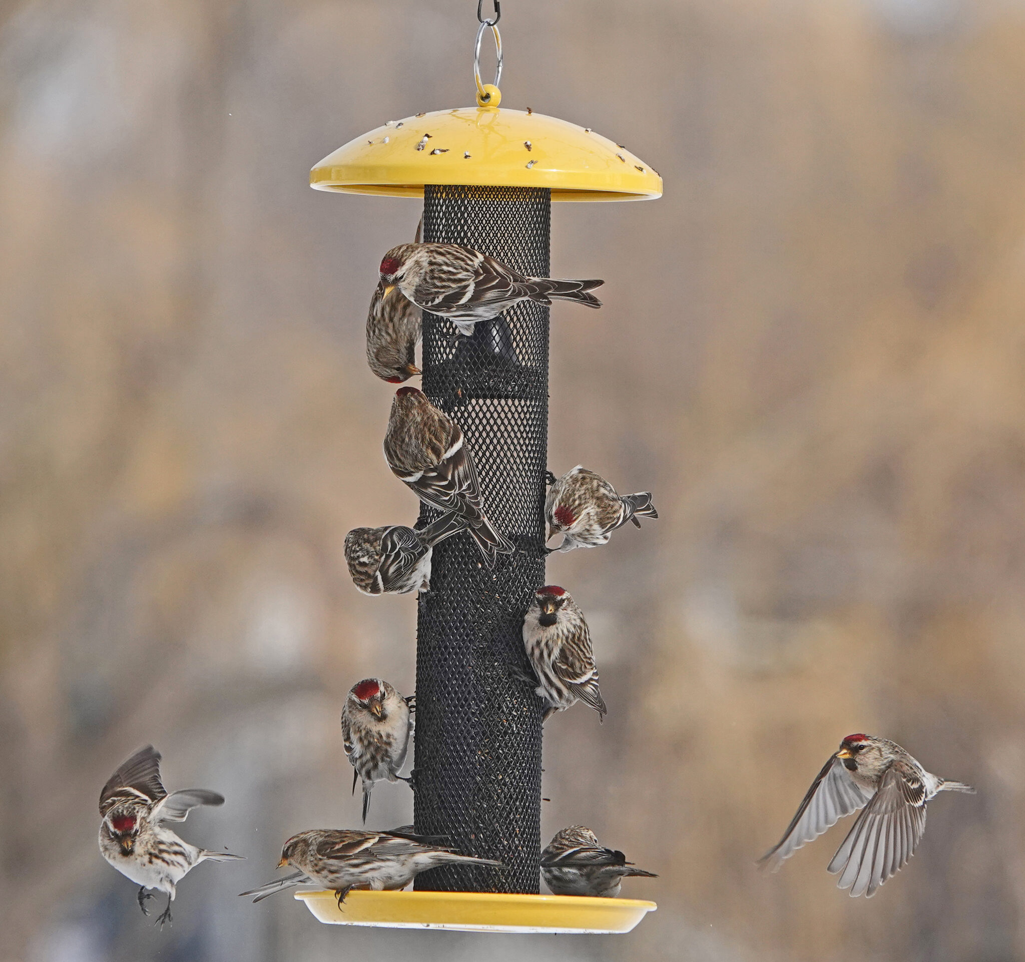 Utter Mayhem | Great Bird Pics