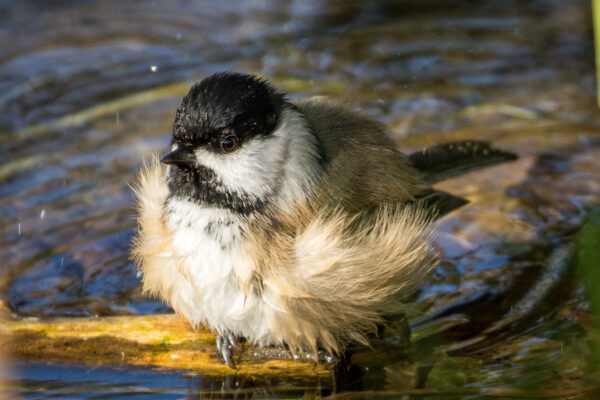 Fluffing Out After Bath | Great Bird Pics