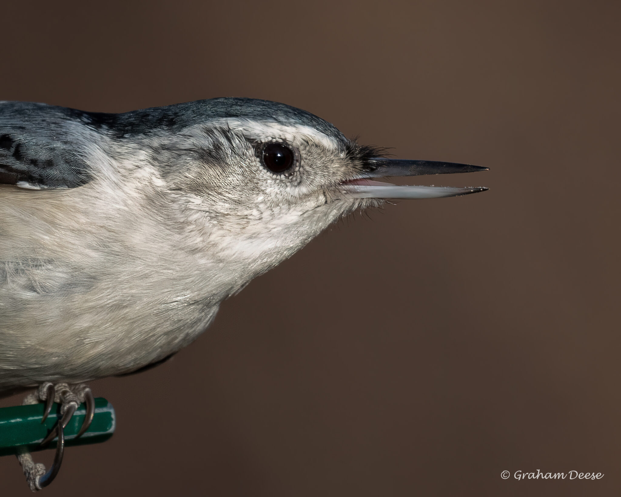 White-breasted nuthatch | Great Bird Pics