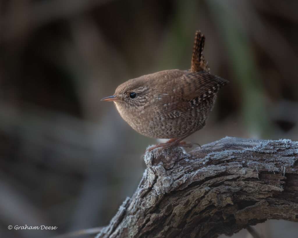 Winter wren | Great Bird Pics