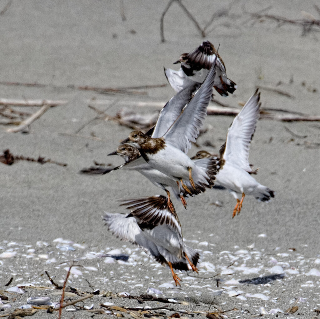 Ruddy Turnstones | Great Bird Pics