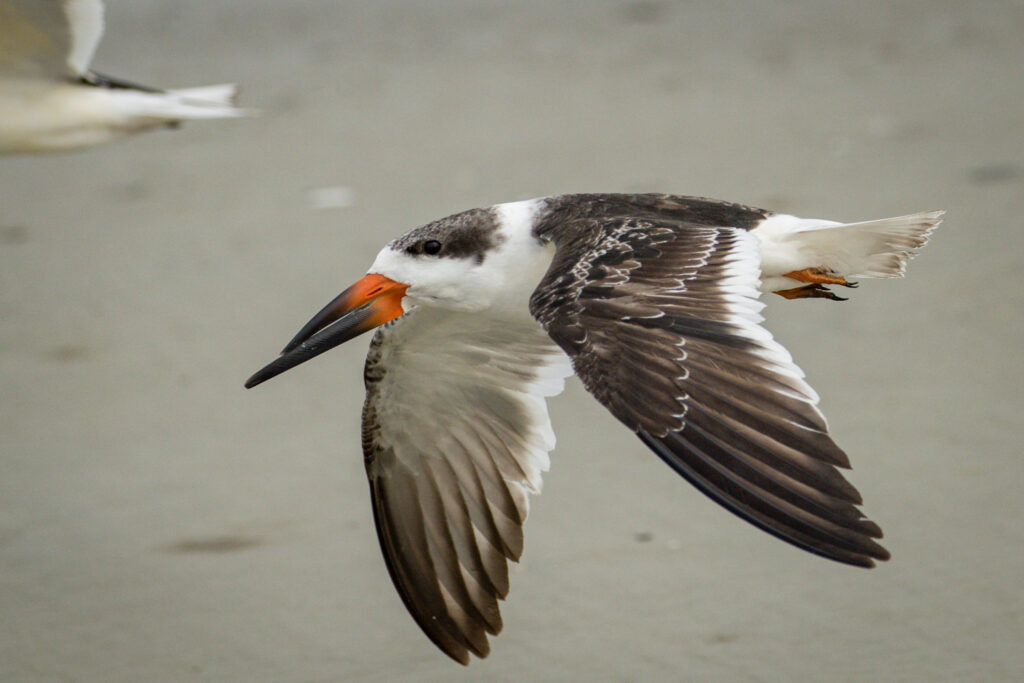 Skimmer On the Fly | Great Bird Pics