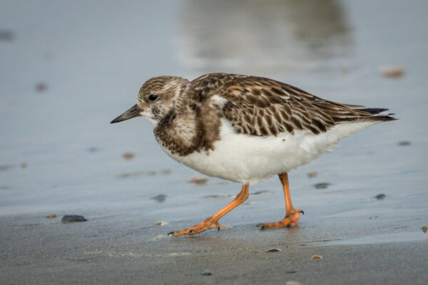 Orange Legs | Great Bird Pics