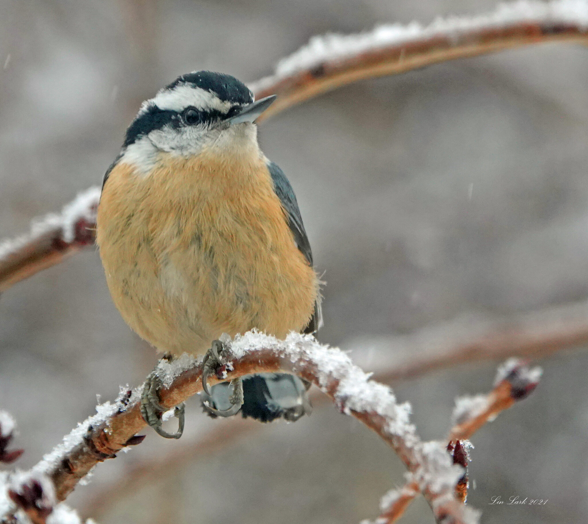 February’s Bird | Great Bird Pics