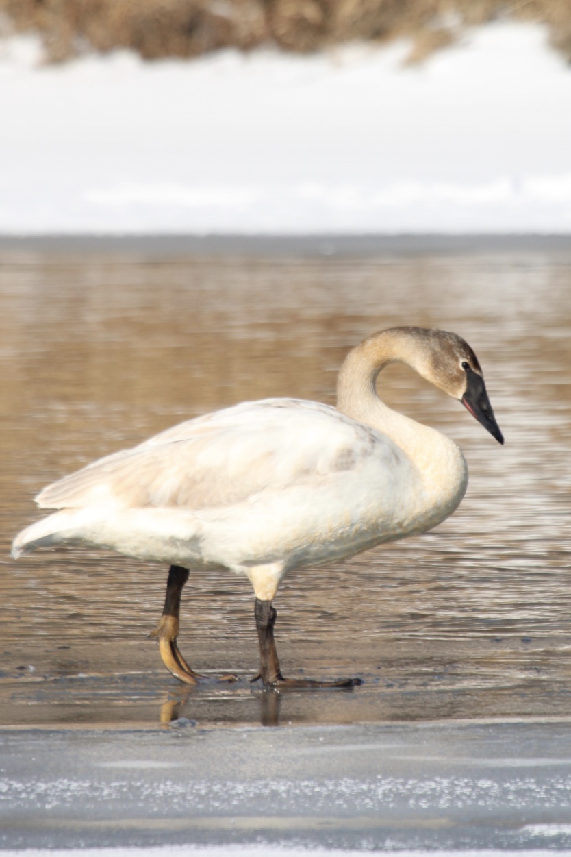 Trumpeter Swan! | Great Bird Pics