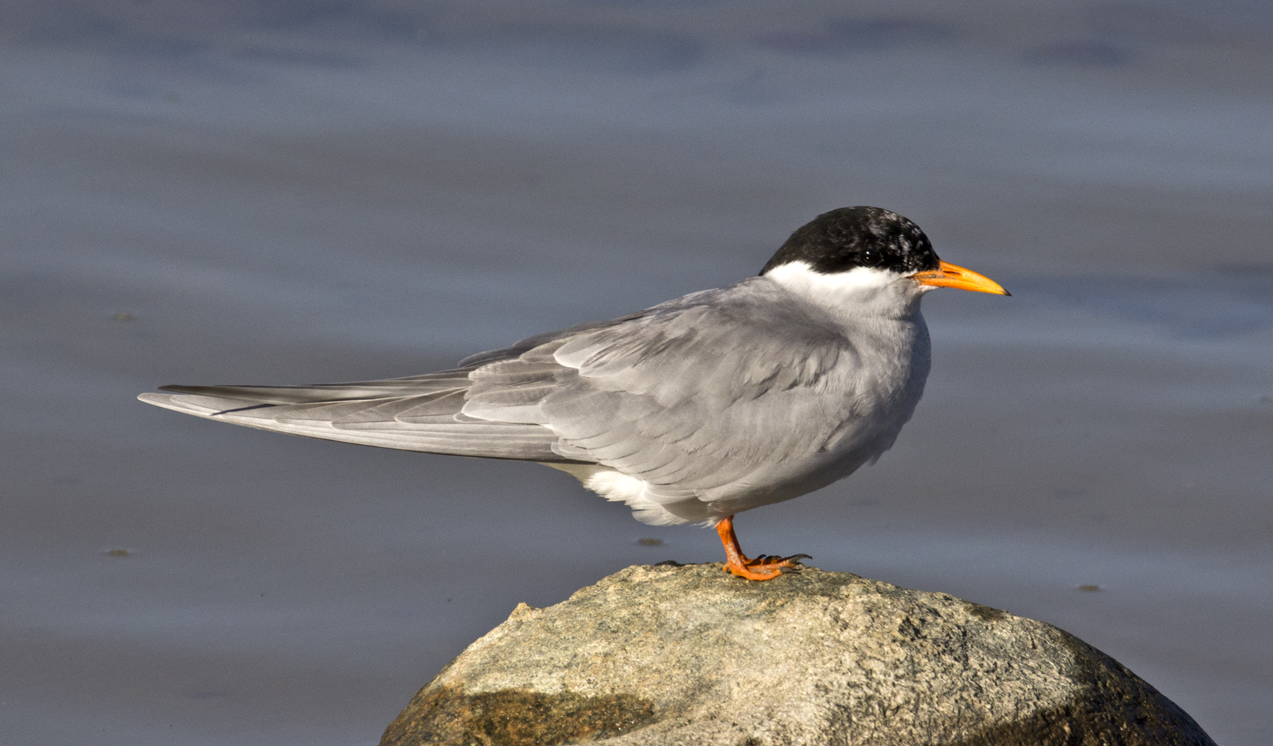 Black-fronted Tern | Great Bird Pics