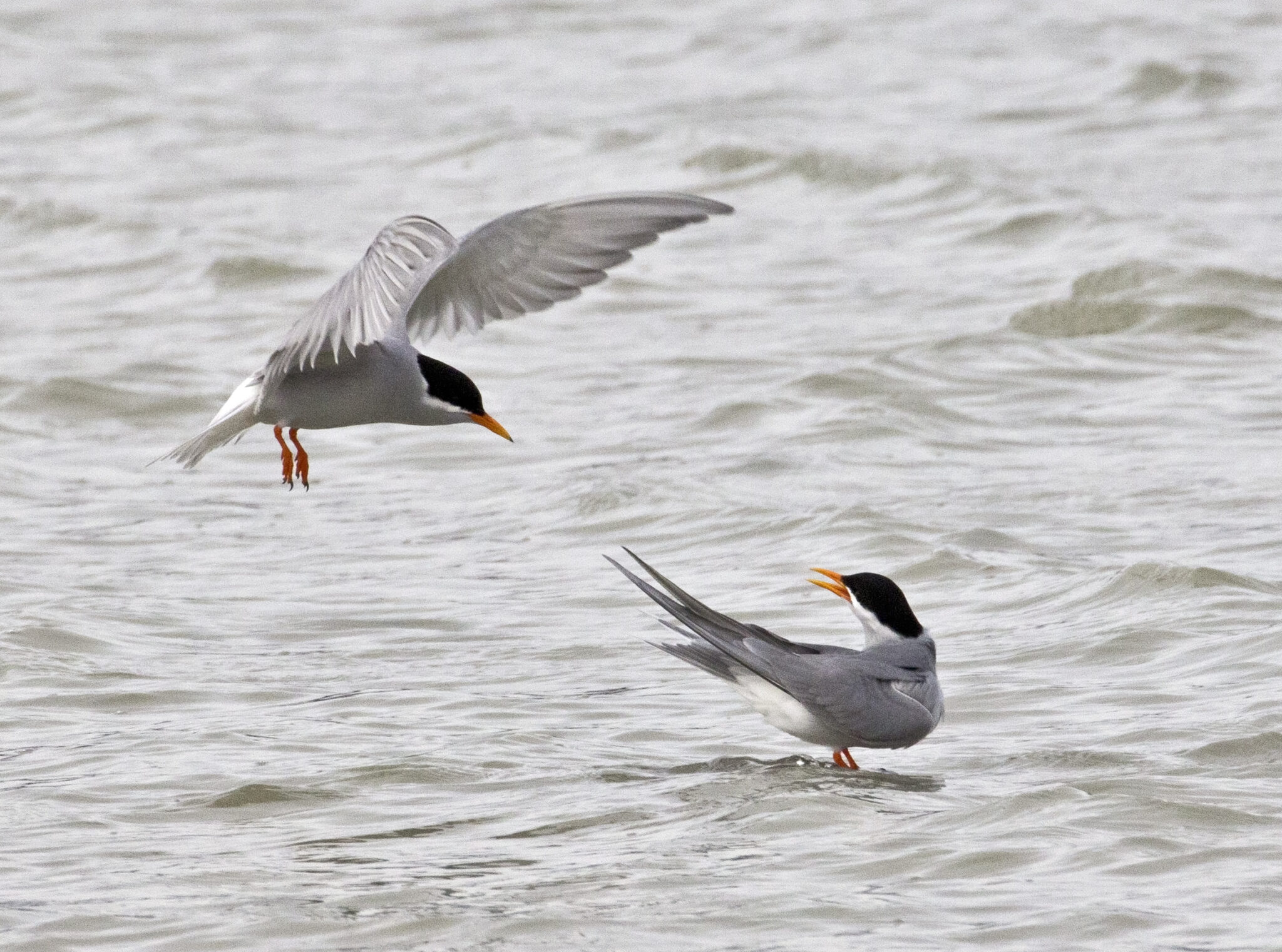 Black-fronted Tern | Great Bird Pics