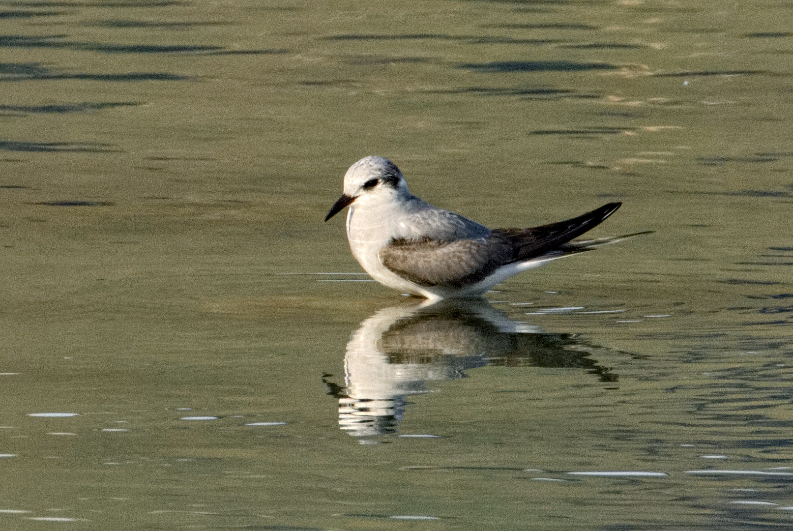 Black-fronted Tern | Great Bird Pics