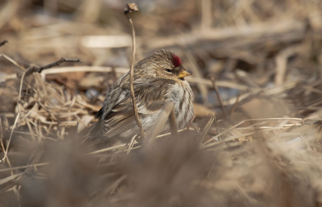Common Redpol | Great Bird Pics