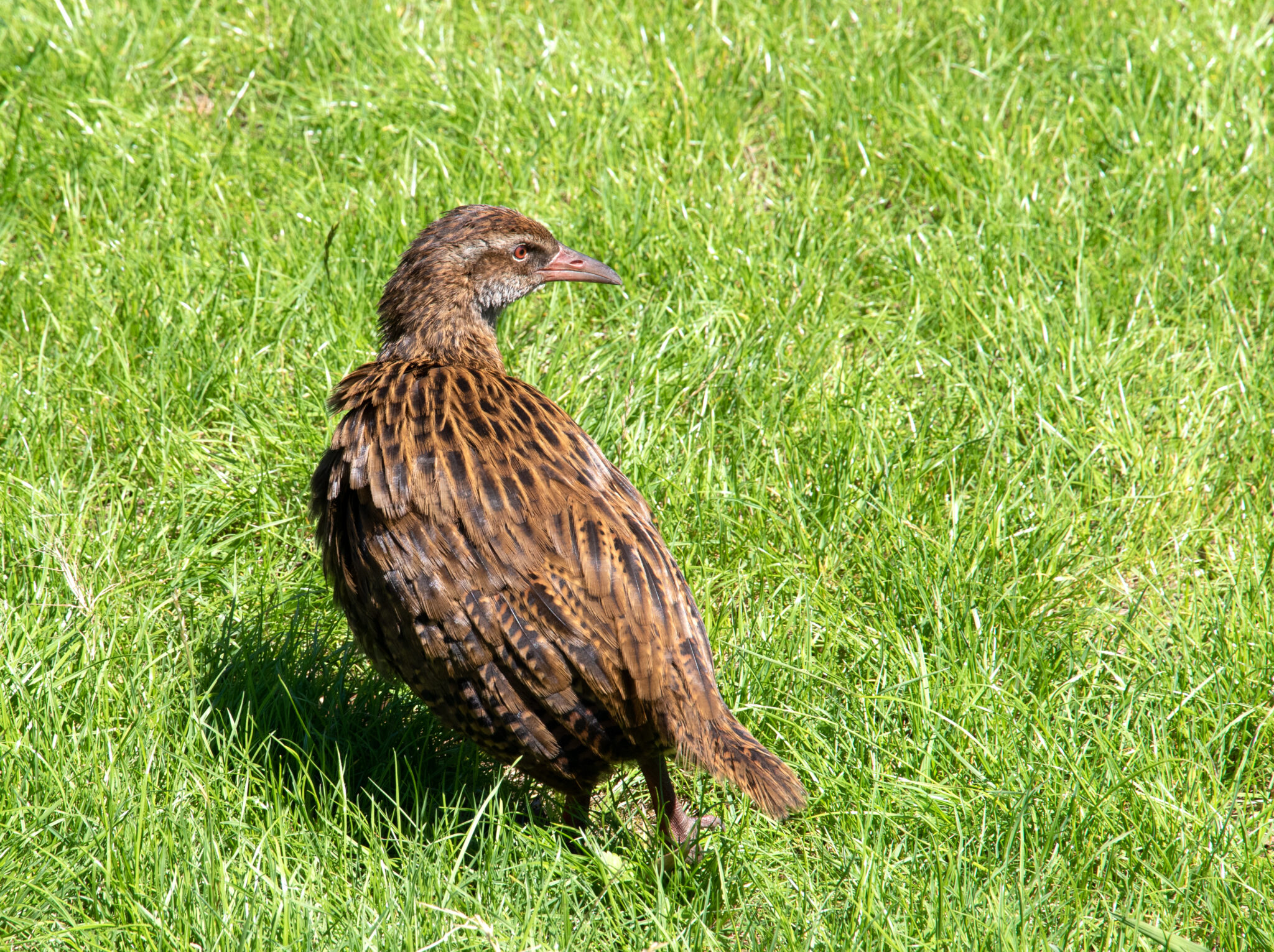 Weka or Maori hen | Great Bird Pics