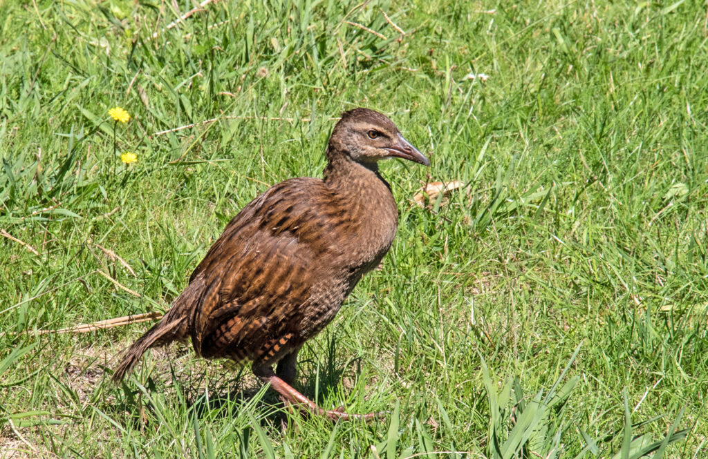Weka or Maori hen | Great Bird Pics
