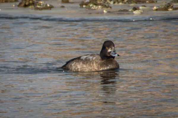 Less White Around Bill | Great Bird Pics