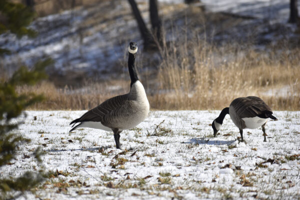 Canada Geese Foraging | Great Bird Pics