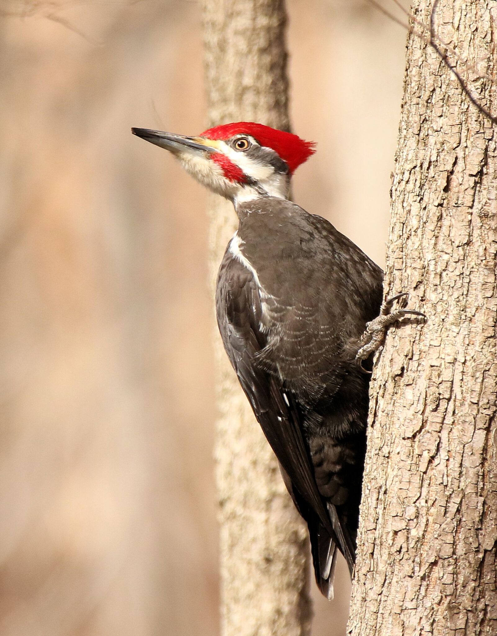 Pileated Poser | Great Bird Pics