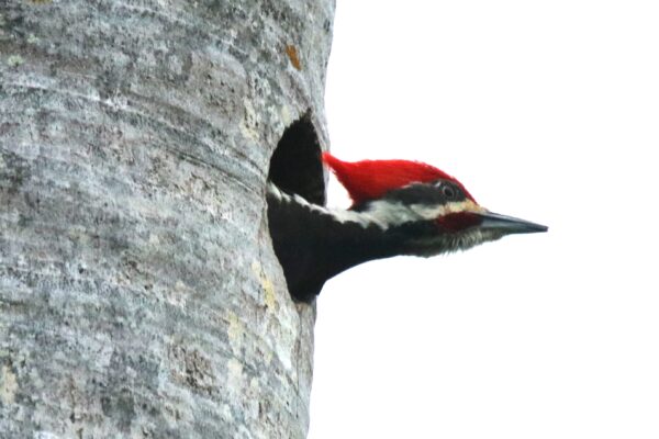 Juvenile Pileated Woodpecker | Great Bird Pics
