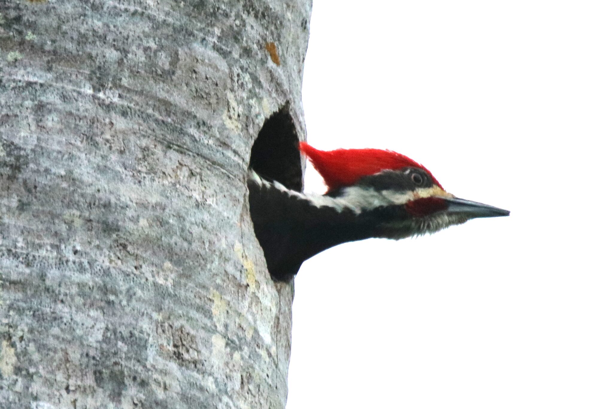 Juvenile Pileated Woodpecker | Great Bird Pics