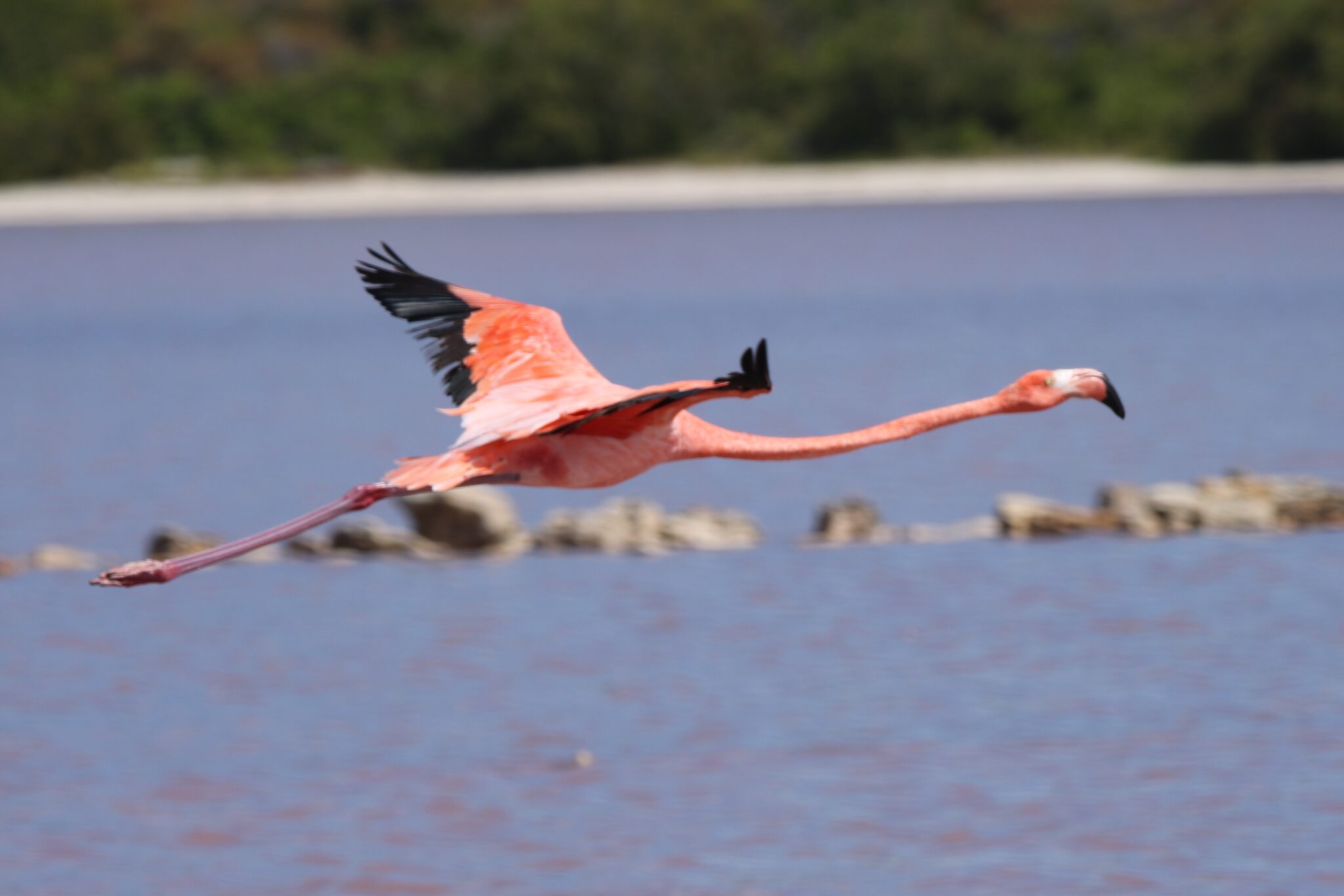 Flamingo in flight | Great Bird Pics