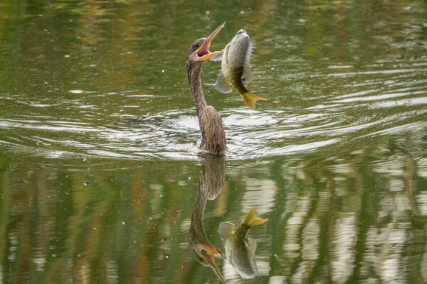 Big Gulp Part 1 | Great Bird Pics