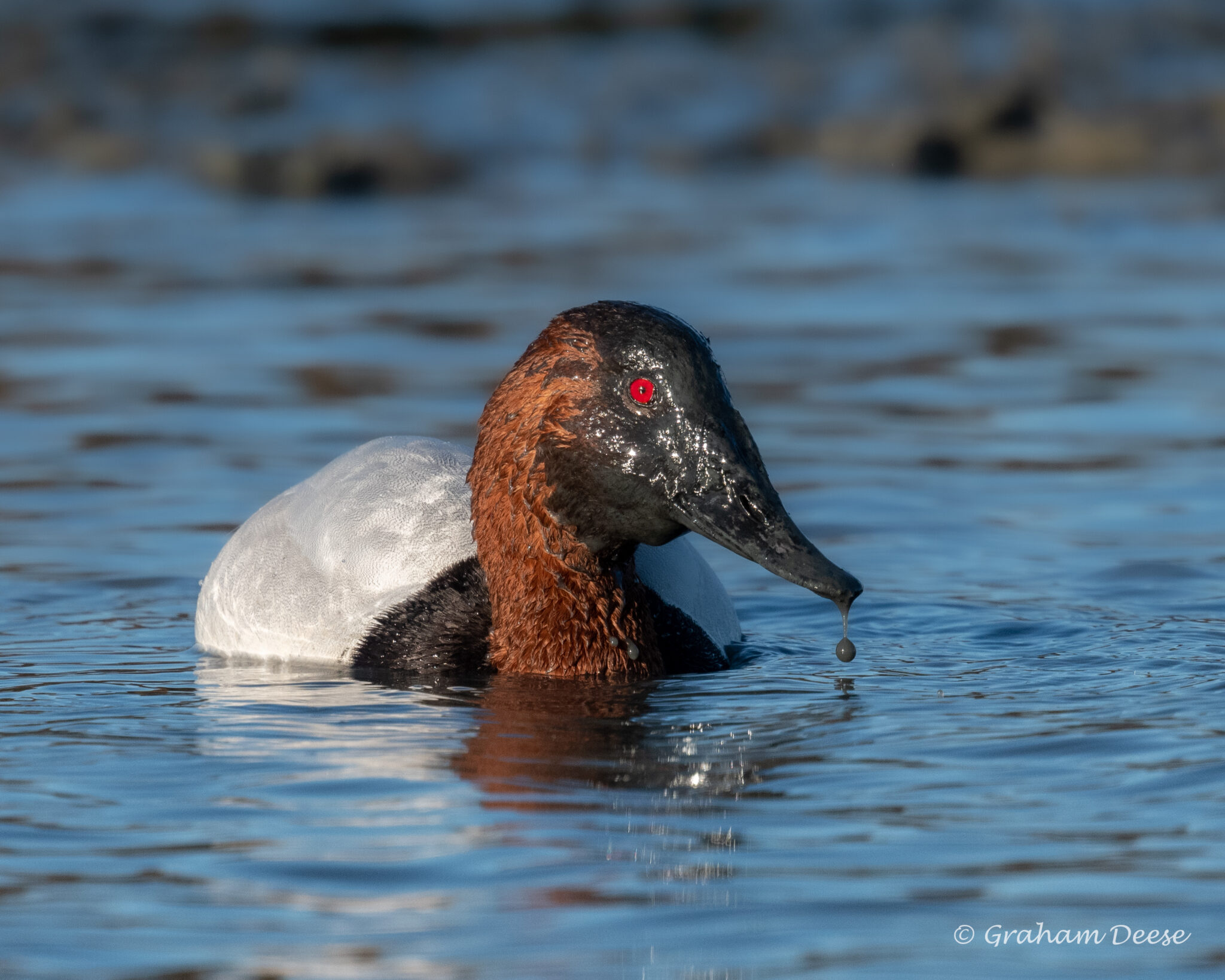 Canvasback | Great Bird Pics