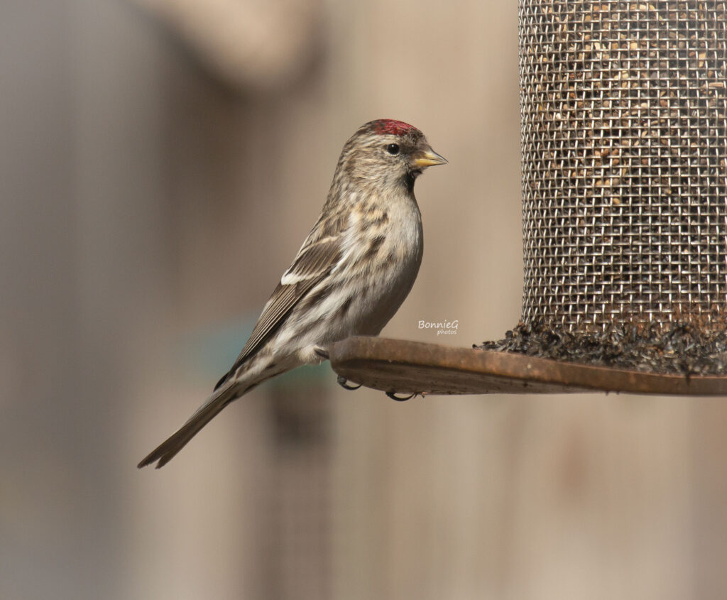 Common Redpol | Great Bird Pics