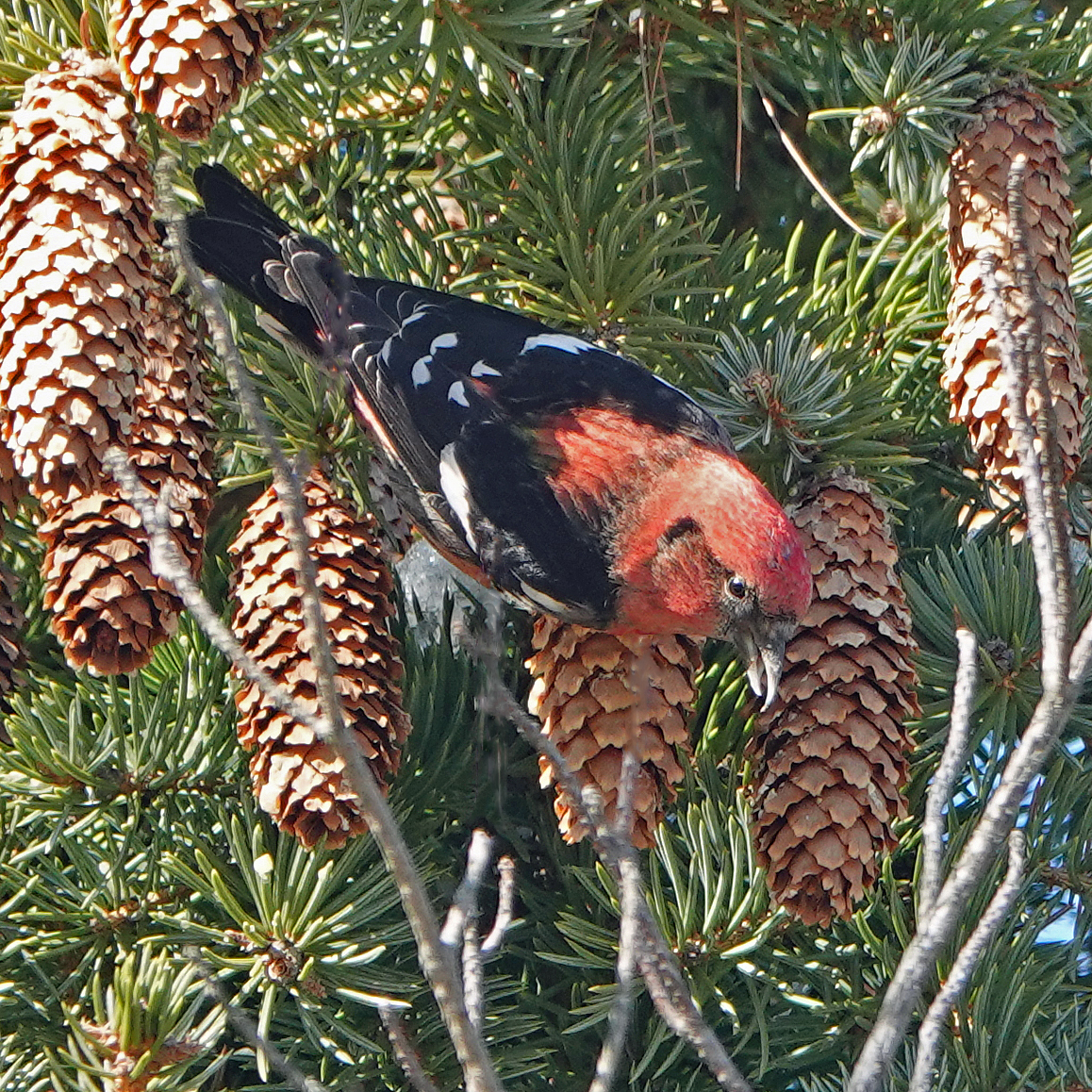 Another Rare Visitor in the Yard! | Great Bird Pics