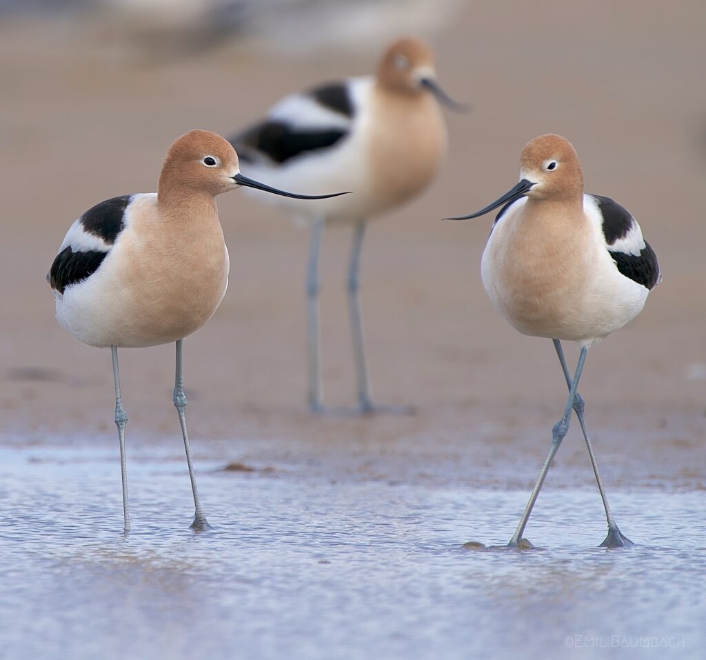 A trio of Avocets | Great Bird Pics