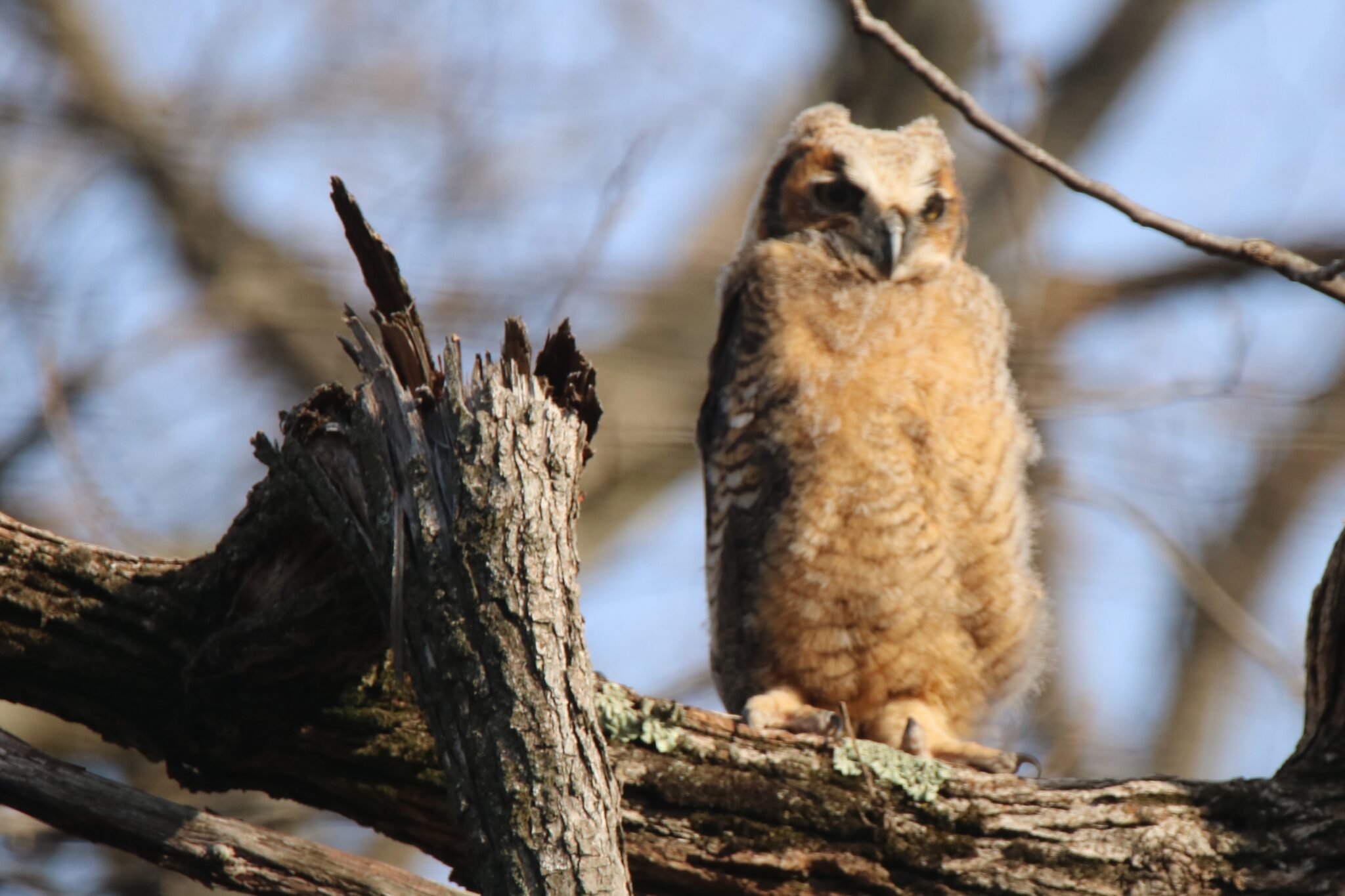 Juvenile Great Horned Owl | Great Bird Pics