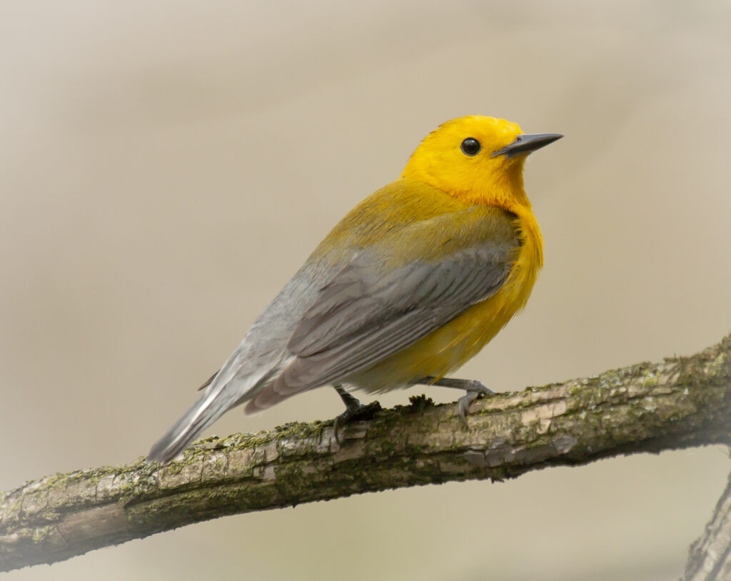 Prothonotary Warbler | Great Bird Pics