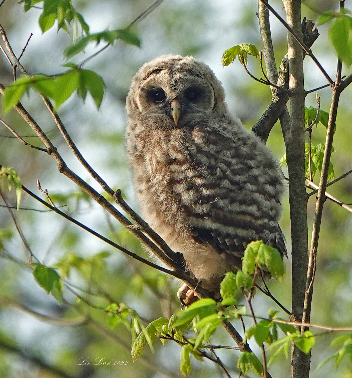My First Owlet | Great Bird Pics