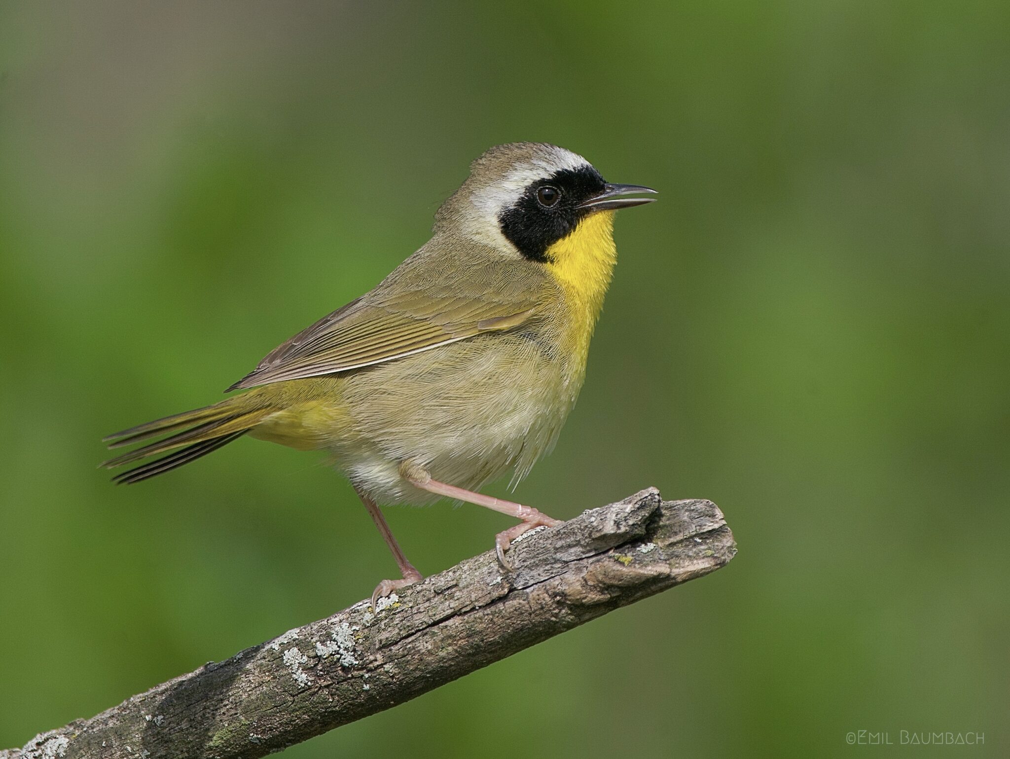 Common Yellowthroat | Great Bird Pics