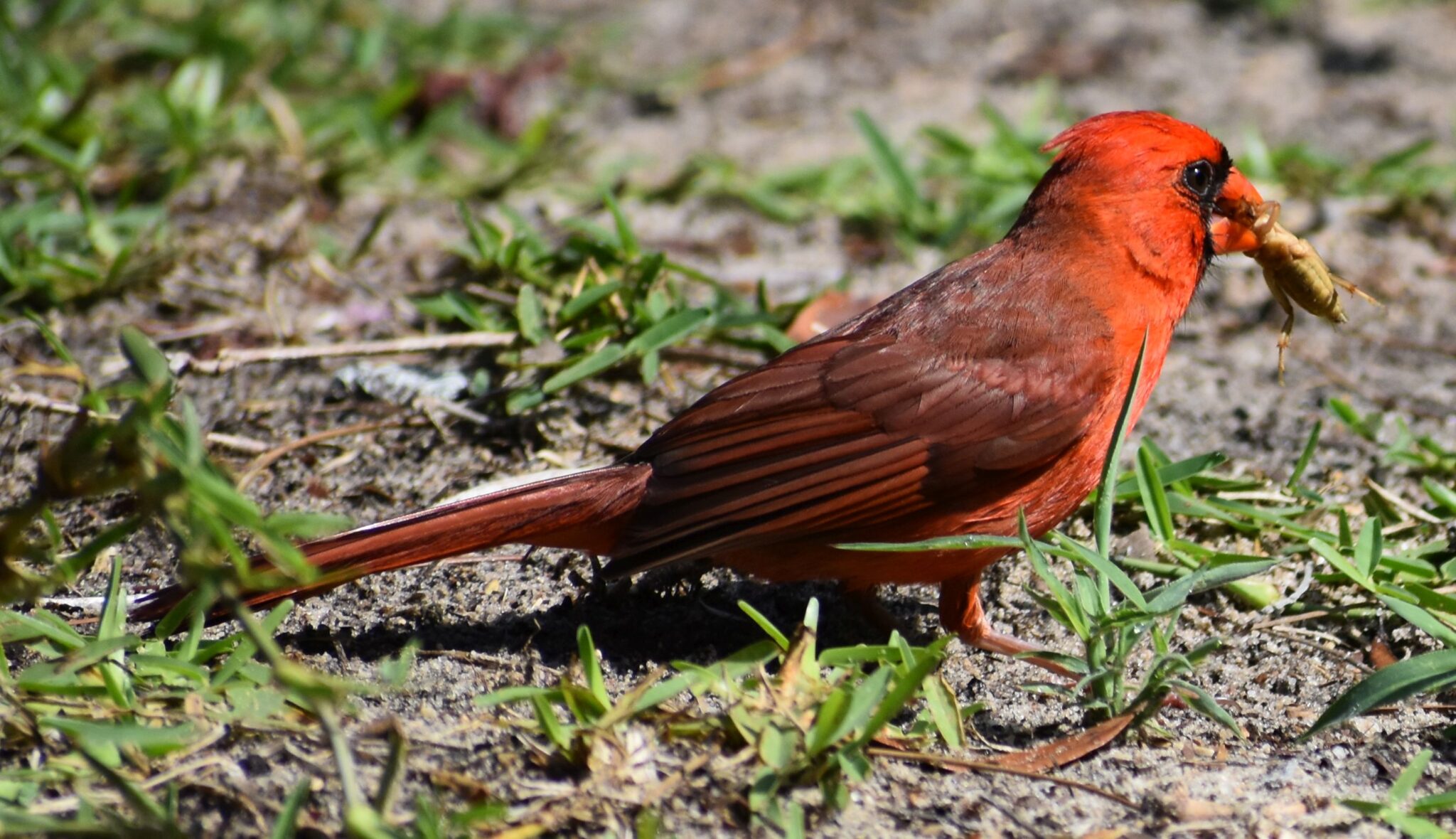 Brock the Exterminator | Great Bird Pics