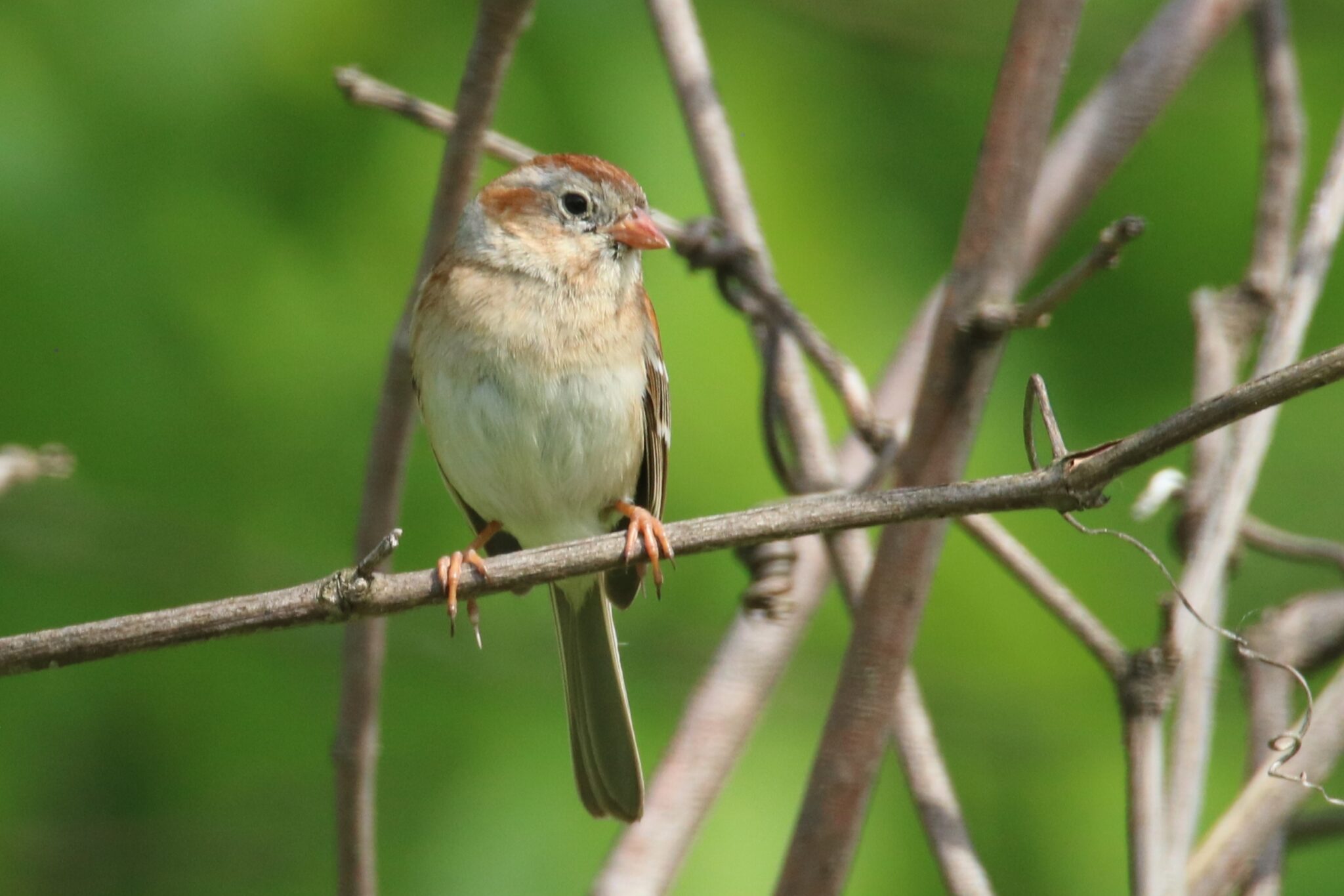 Field Sparrow | Great Bird Pics