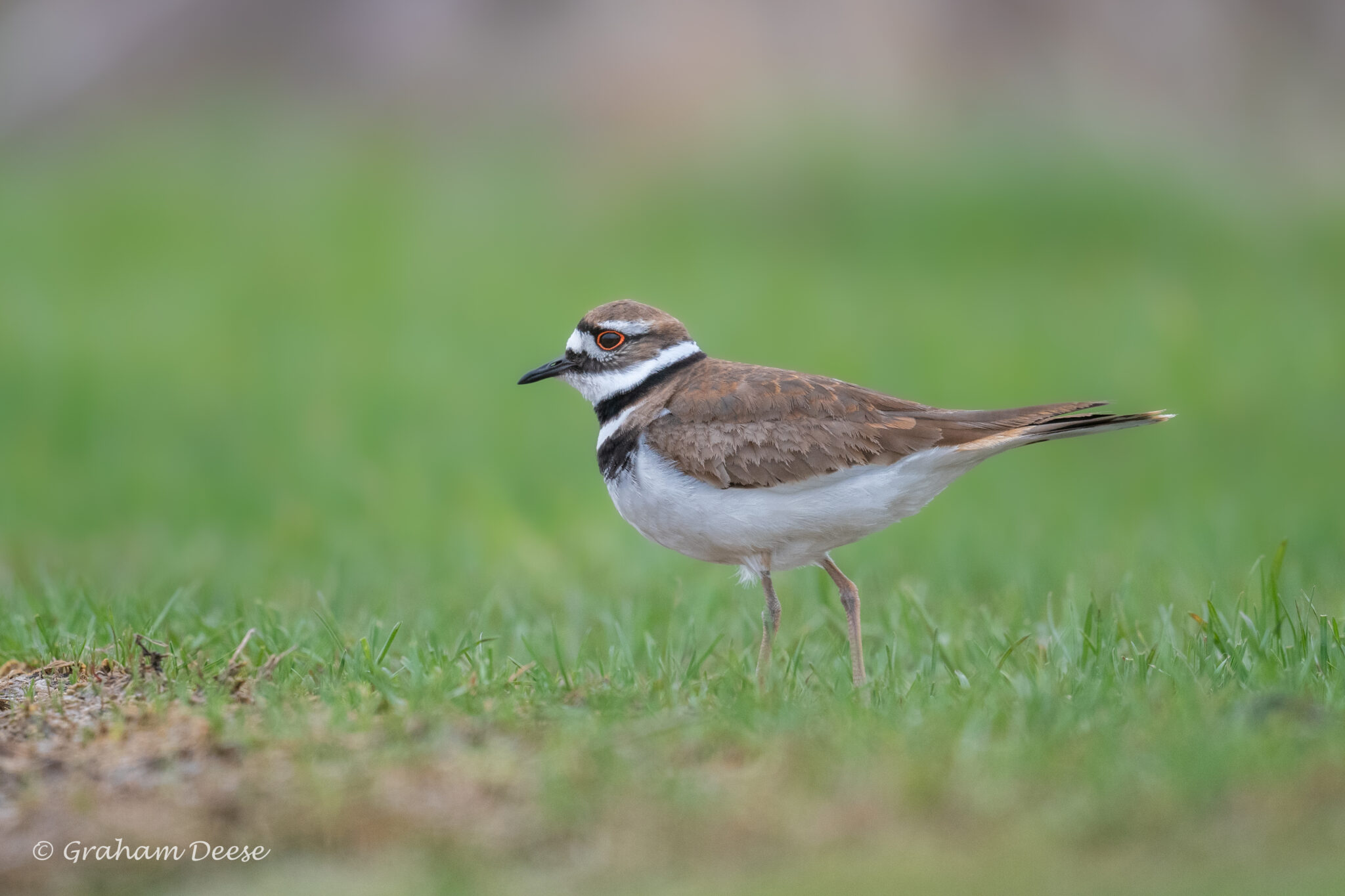 Killdeer | Great Bird Pics