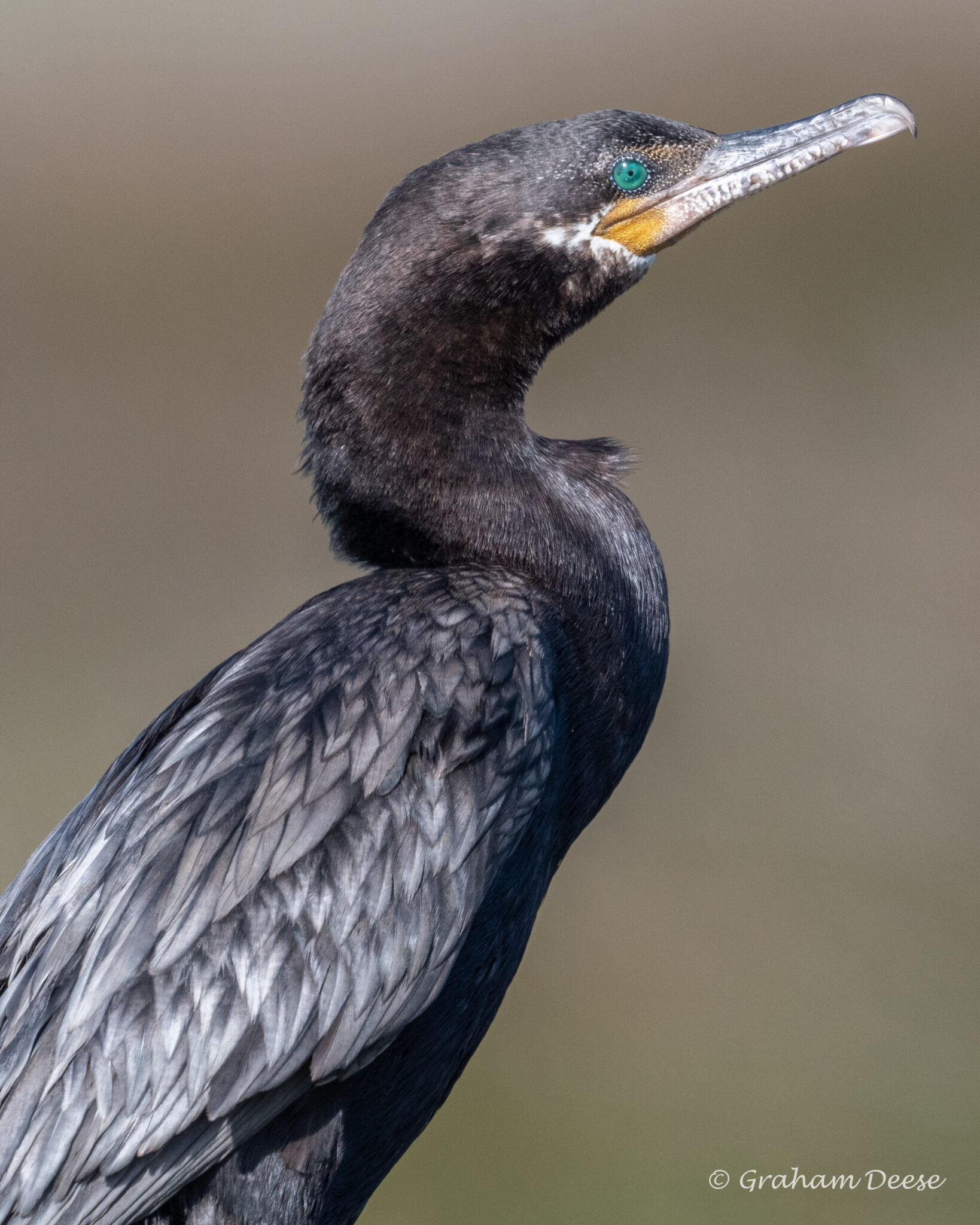 Neotropic Cormorant | Great Bird Pics